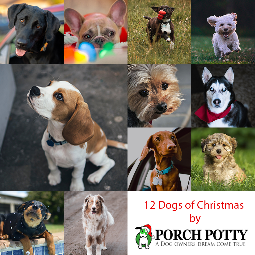 The 12 Dogs of Christmas – Porch Potty UK